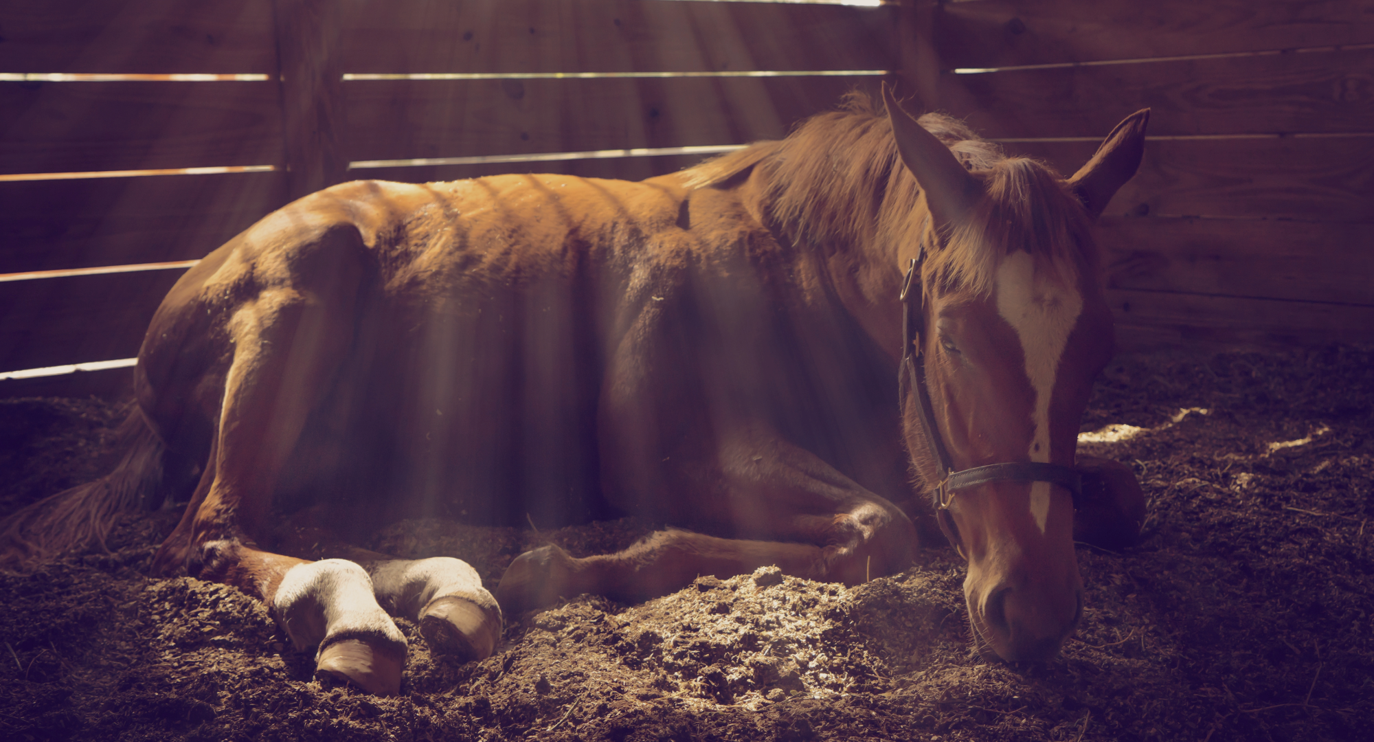 Colics in horses: useful tips for prevention - Unika